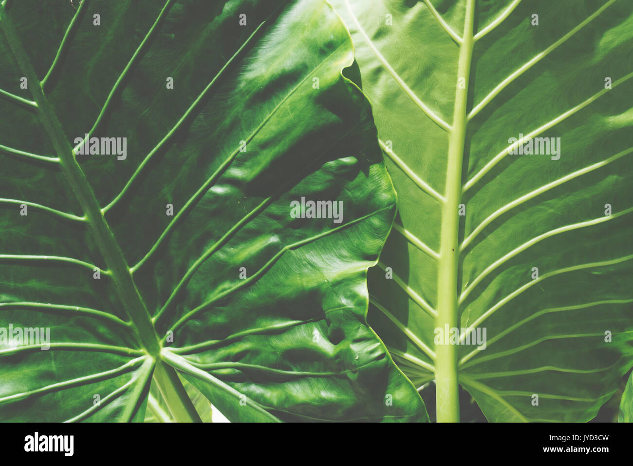 Tropical green leaf background Stock Photo - Alamy