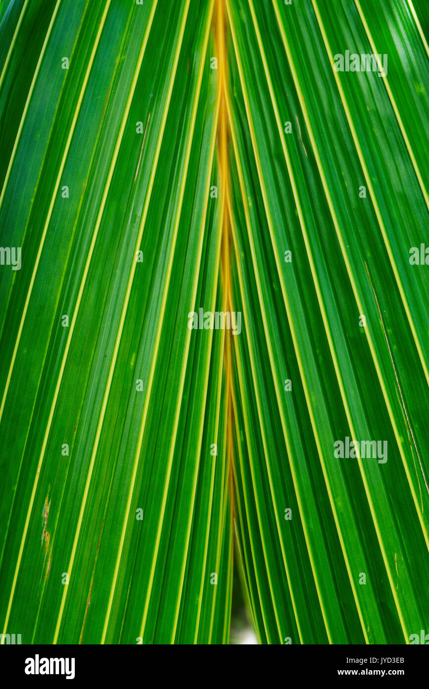Tropical green leaf plant background Stock Photo - Alamy