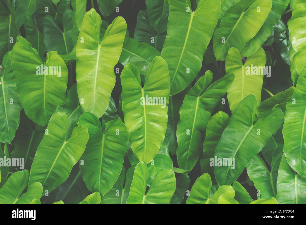 Tropical green leaf background Stock Photo - Alamy