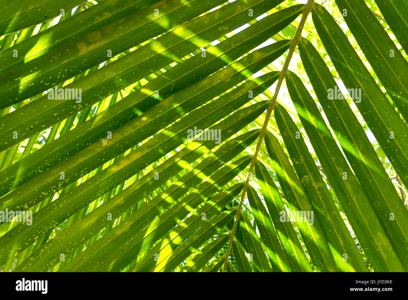 Tropical palm tree leaf background Stock Photo - Alamy