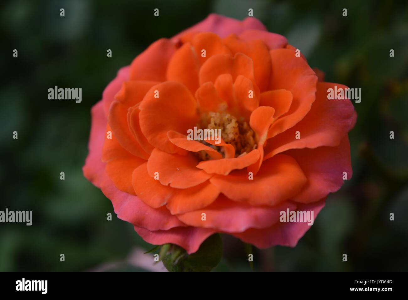 Real rose hi-res stock photography and images - Alamy