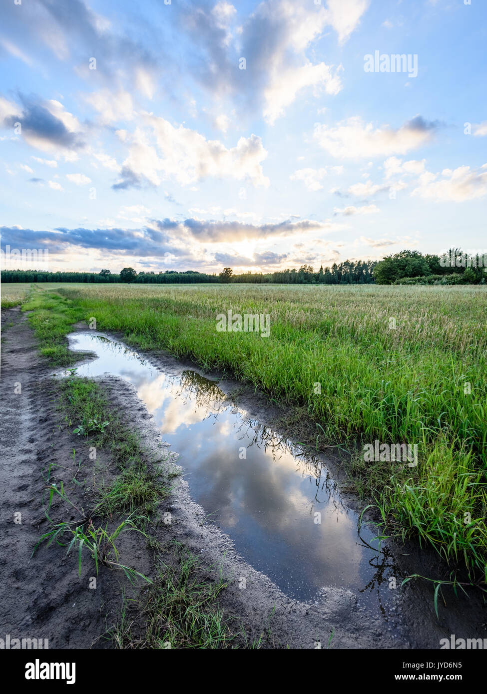 countryside fields in summer with forests in background and clouds ...