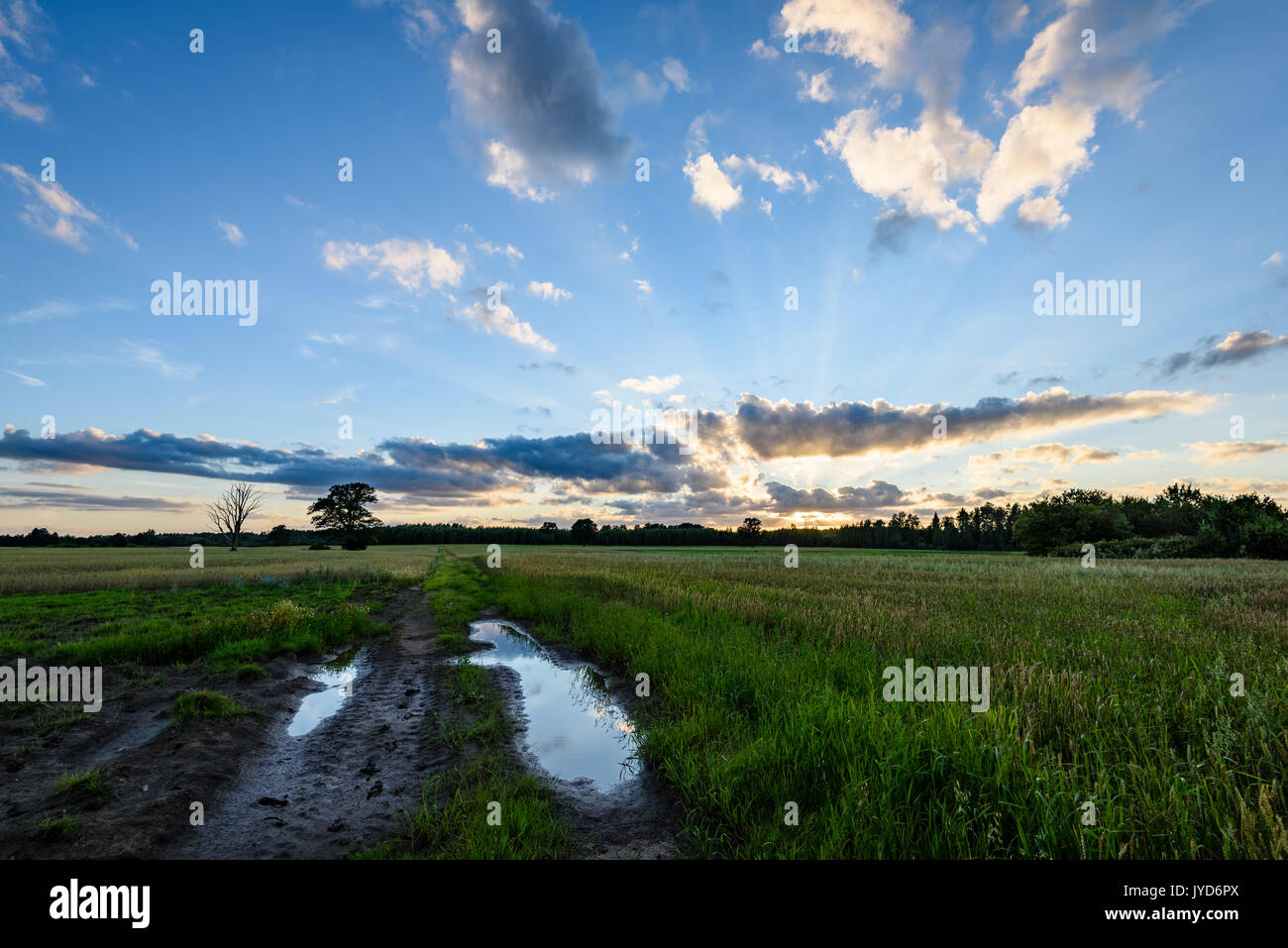 countryside fields in summer with forests in background and clouds ...