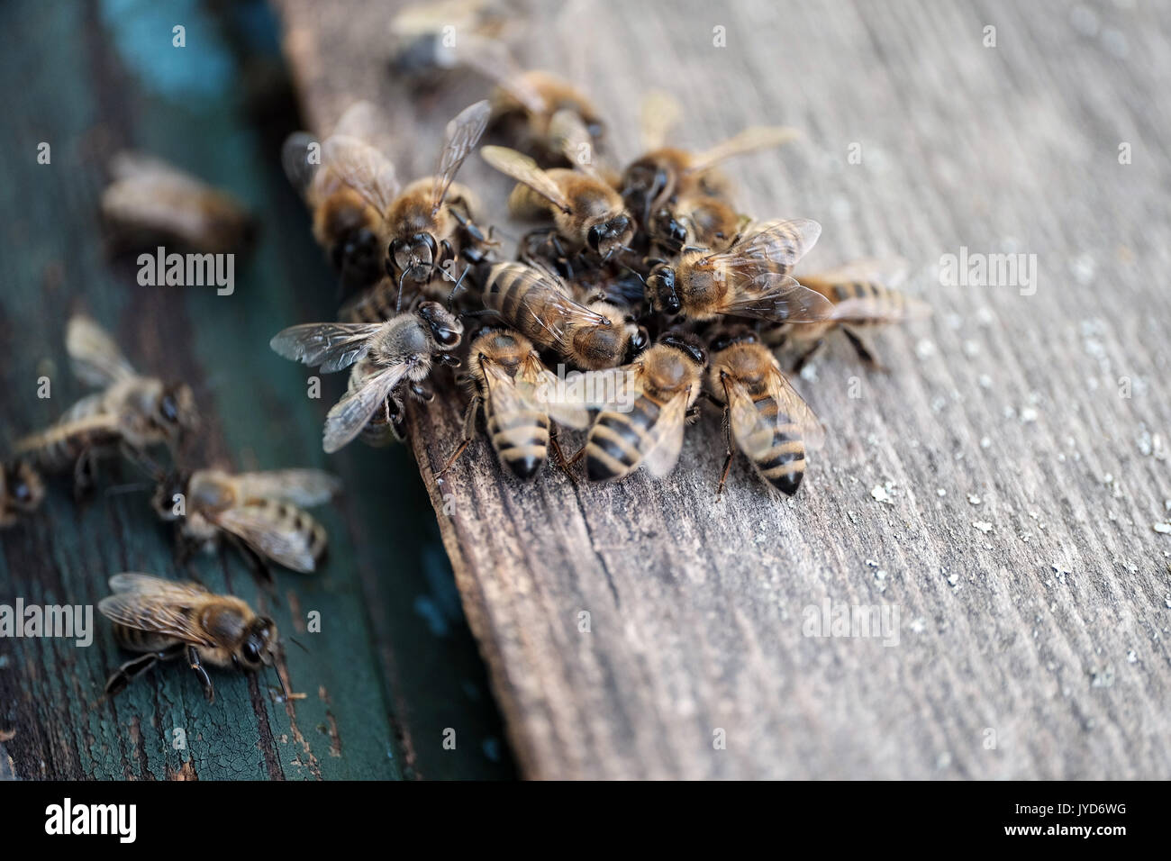 Bee's attacking people hi-res stock photography and images - Alamy