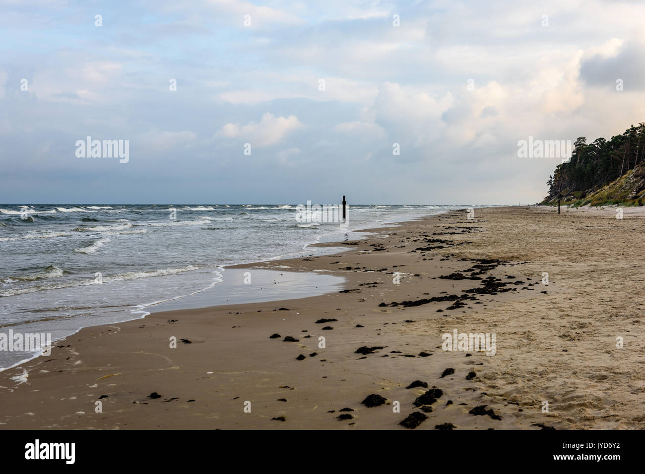 View of a stormy coast beach in the morning with lonely trees. Latvia ...