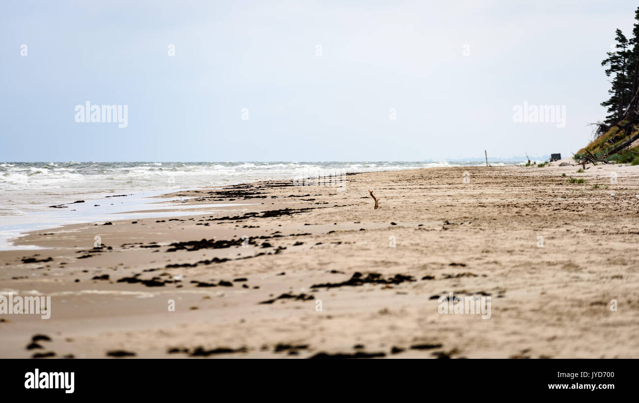 View of a stormy coast beach in the morning with lonely trees. Latvia ...