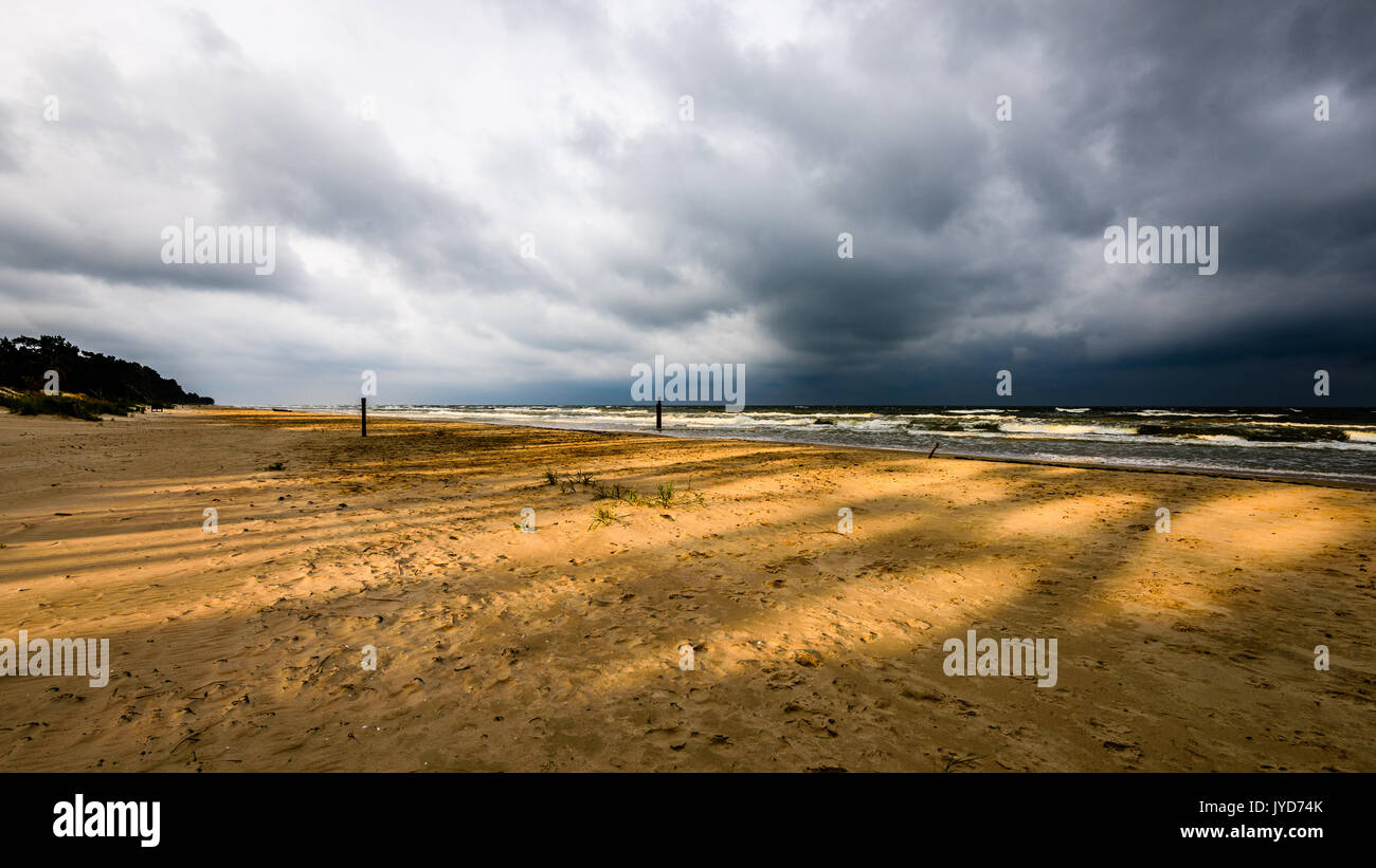 View of a stormy coast beach in the morning with lonely trees. Latvia ...