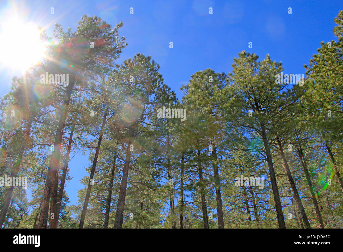 Pine Tree Forest - Blue Sky with Sun Shining Stock Photo - Alamy