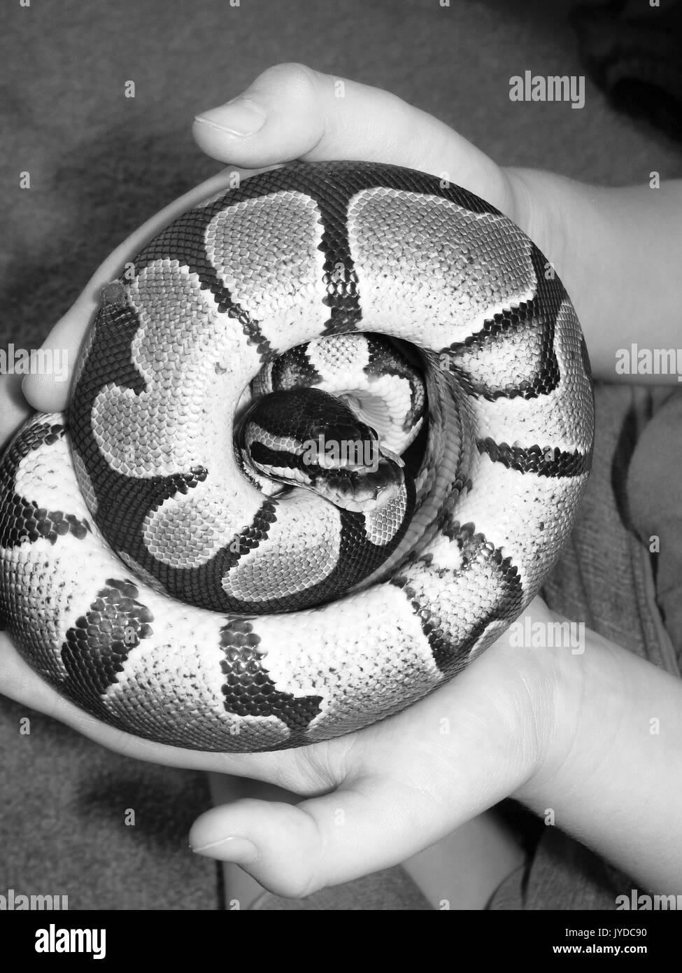 Spiral snake hi-res stock photography and images - Alamy