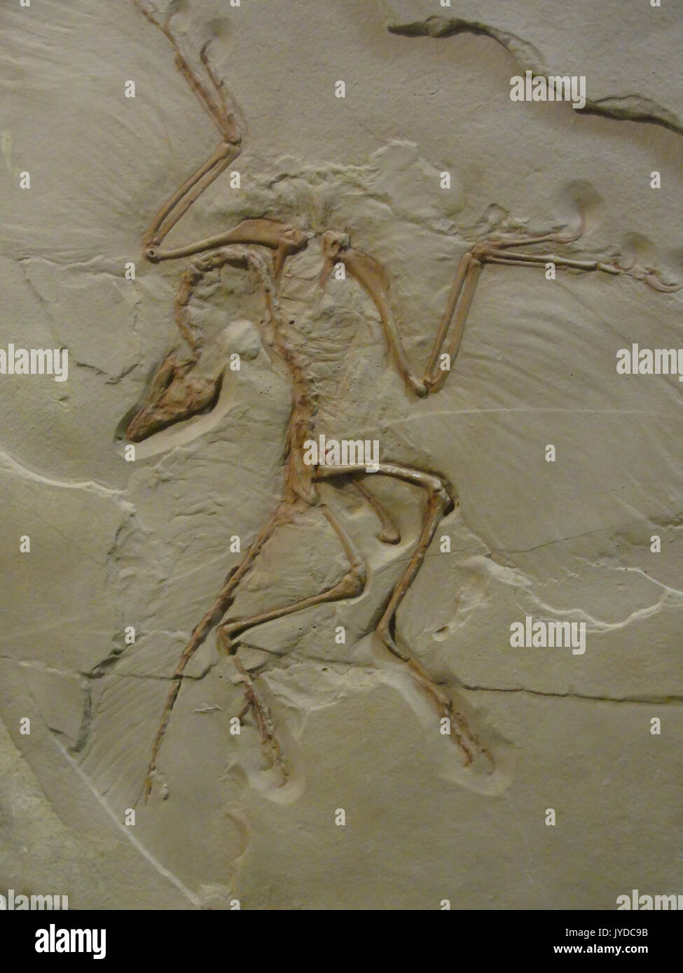 Ancient fossil bird hi-res stock photography and images - Alamy