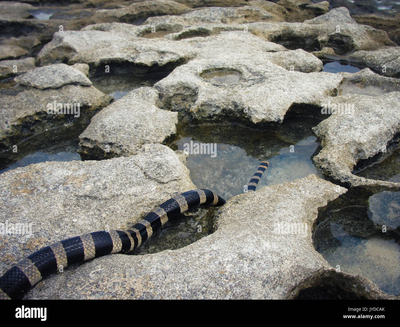 Krait hi-res stock photography and images - Alamy