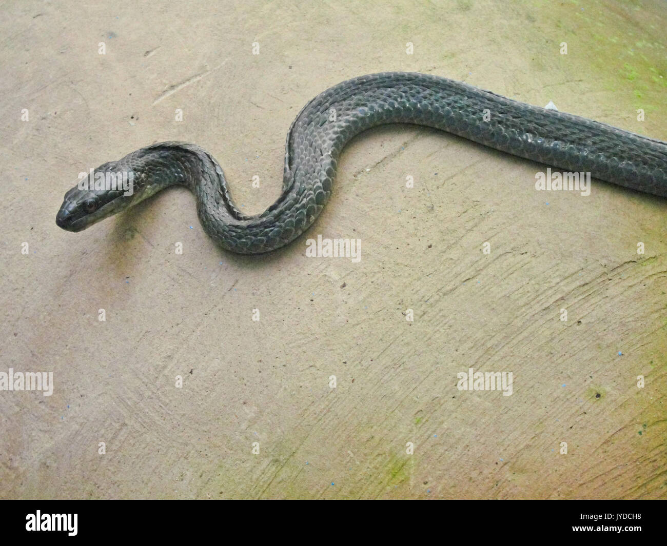 Mexican flora and fauna hi-res stock photography and images - Alamy