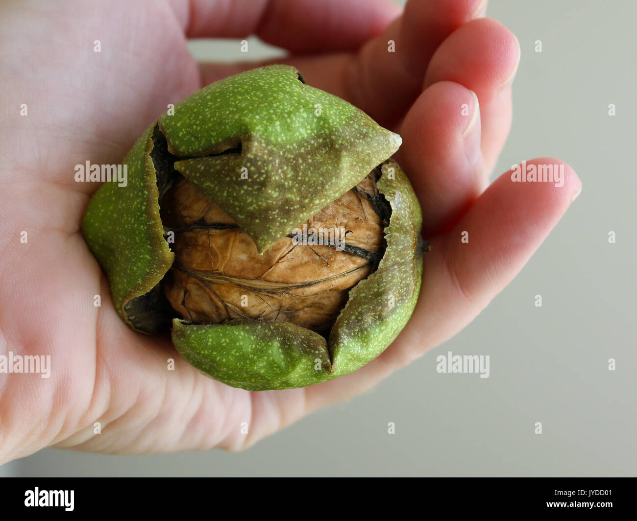 Walnut orchard harvest hi-res stock photography and images - Alamy