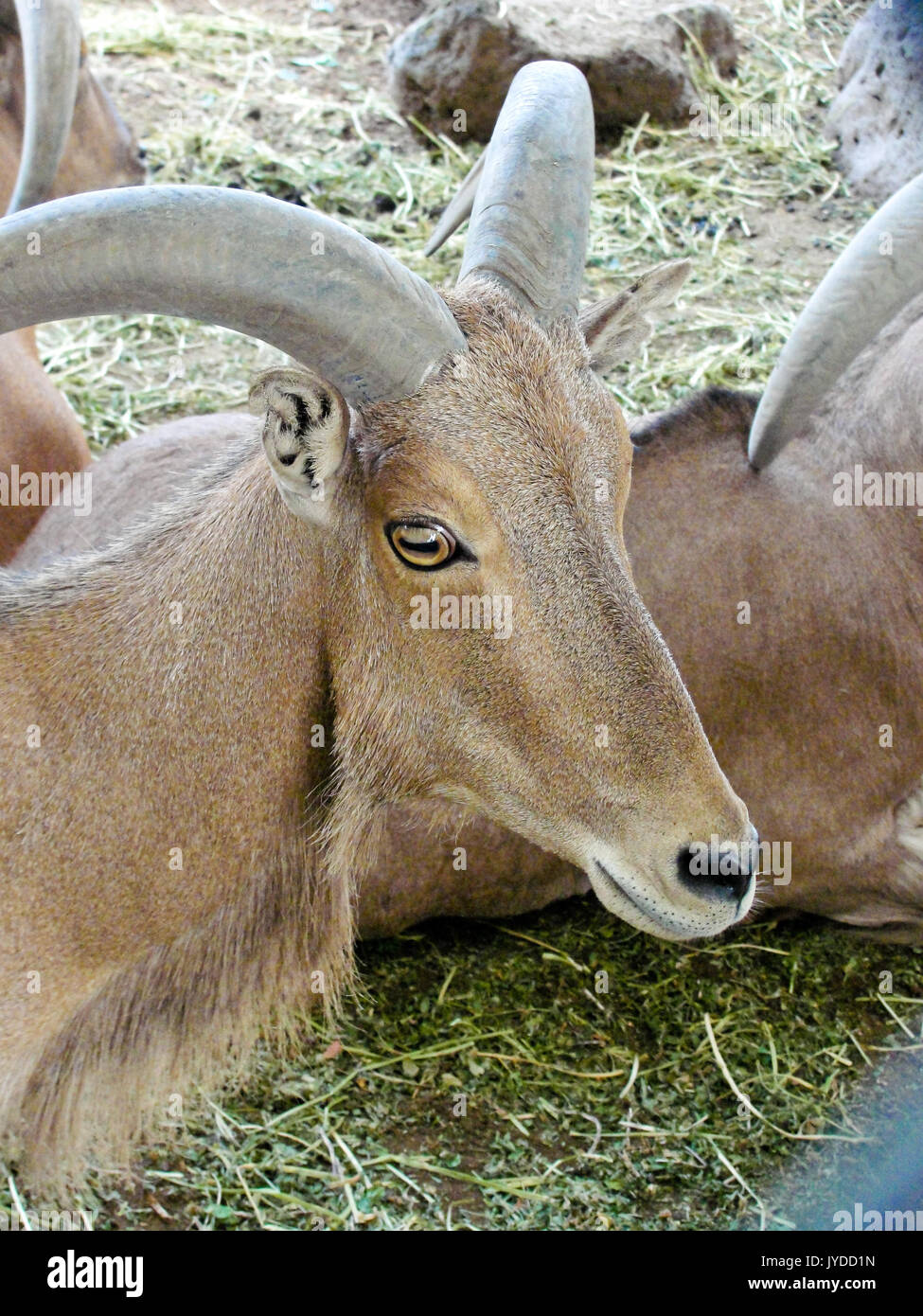 Borrego de berberia hi-res stock photography and images - Alamy