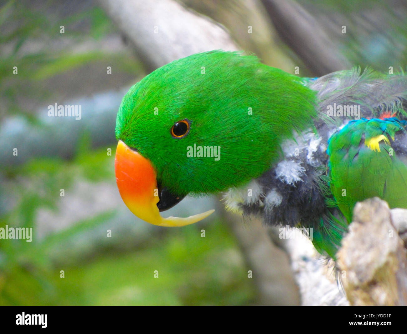 Eclectos hi-res stock photography and images - Alamy