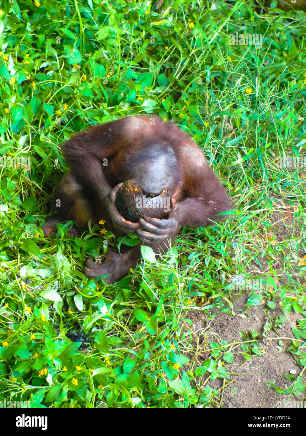 Selva humeda hi-res stock photography and images - Alamy