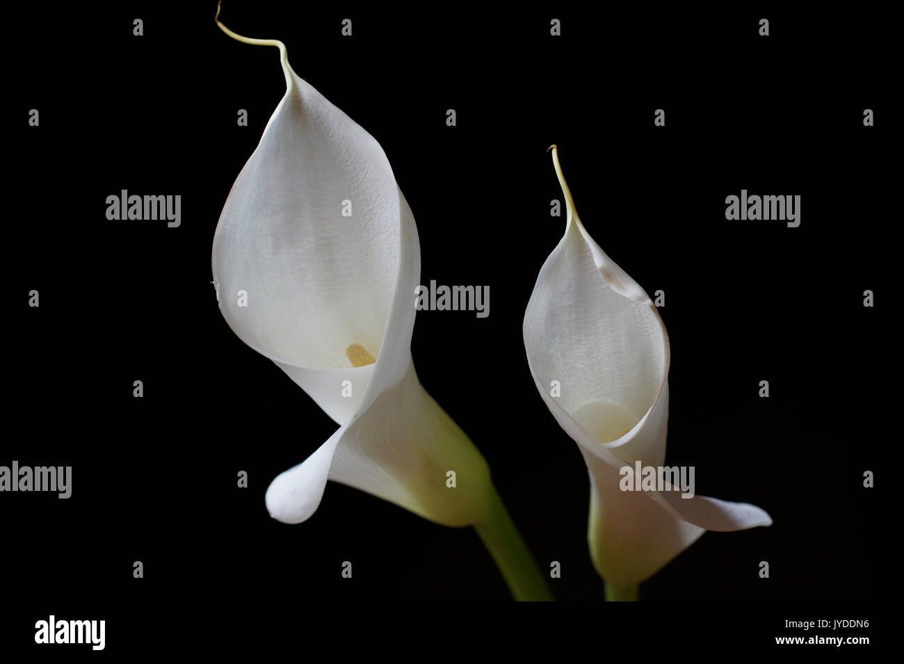 White calla black background hi-res stock photography and images - Alamy