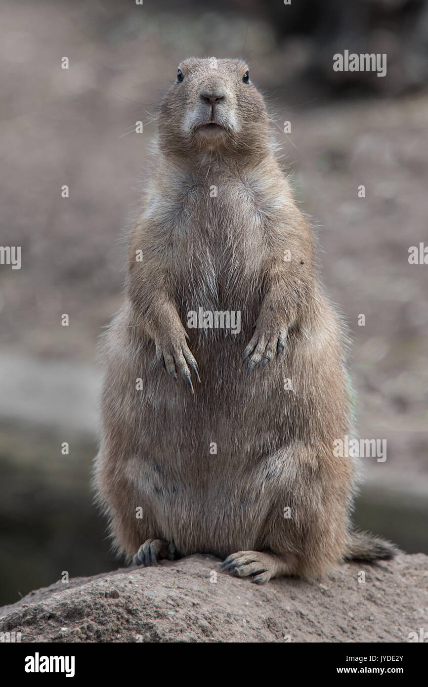 Facing viewer hi-res stock photography and images - Alamy