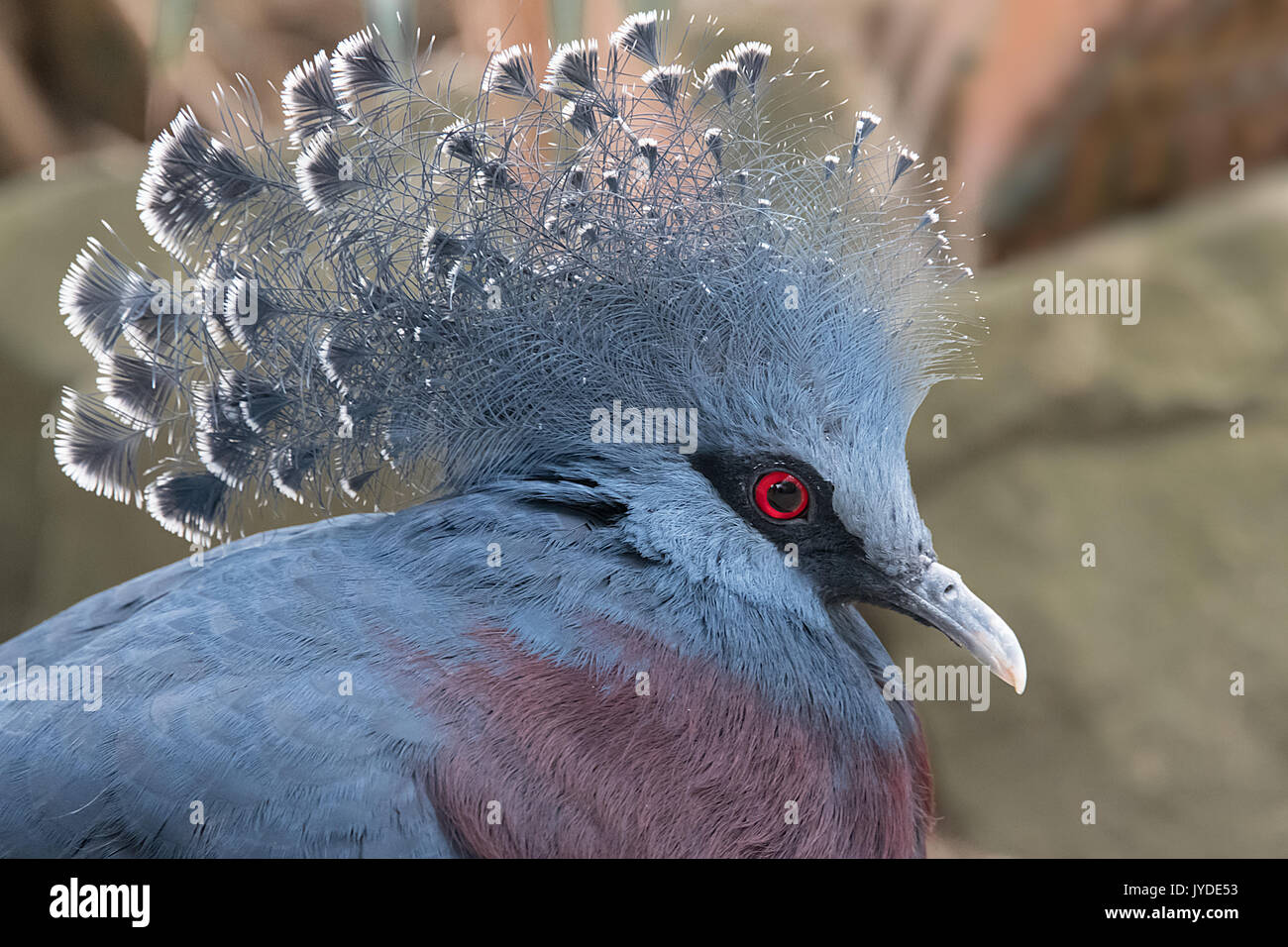 Pigeon eye view hi-res stock photography and images - Alamy