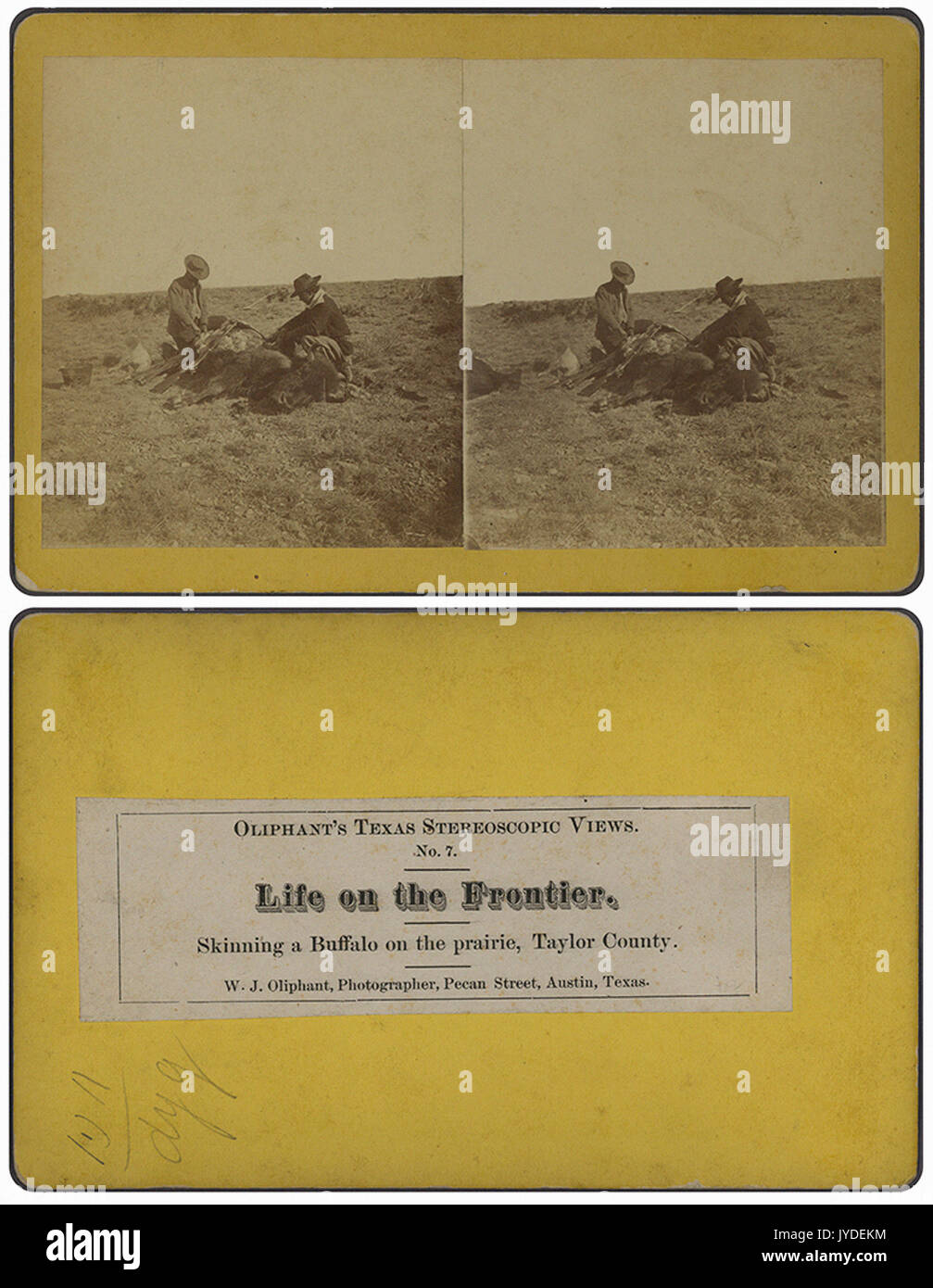 Skinning buffalo hi-res stock photography and images - Alamy