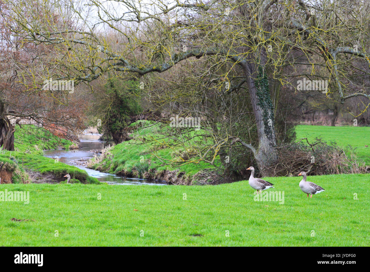 English spring time, Little river with green garden and British duck in ...
