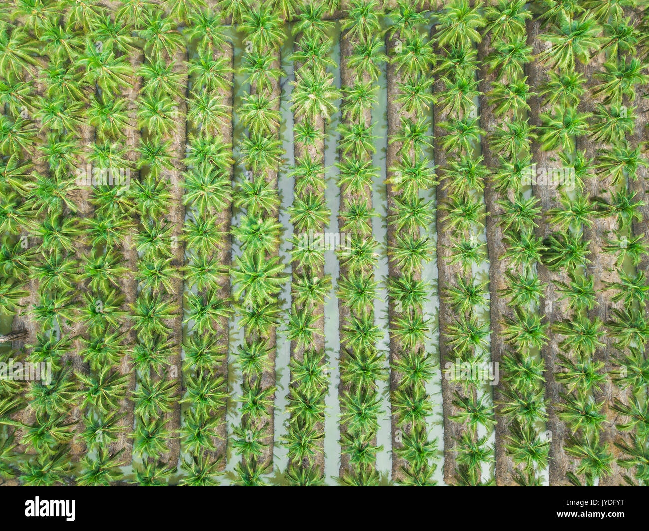 Coconut agriculture hi-res stock photography and images - Alamy