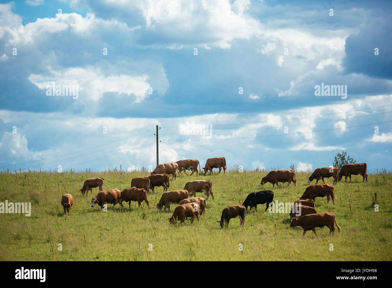 Brown cows on green field and blue sky with cumulus clouds in Latvia ...