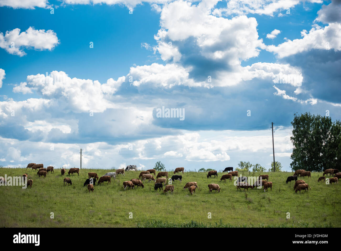 Brown cows on green field and blue sky with cumulus clouds in Latvia ...