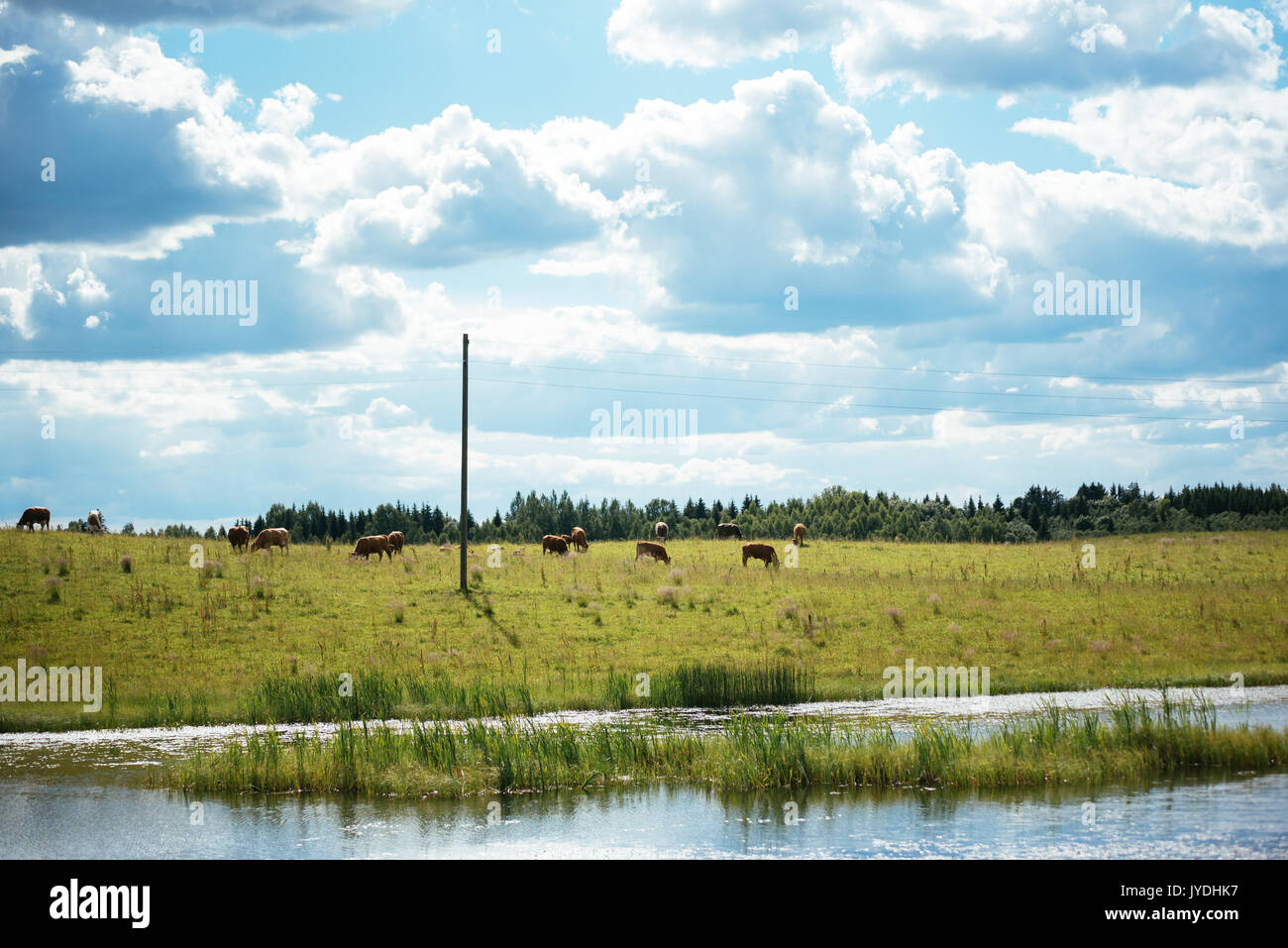 Brown cows on green field and blue sky with cumulus clouds in Latvia ...