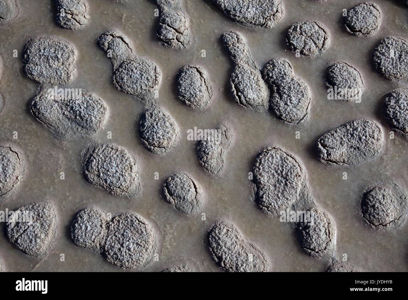 A detail of the Andean landscape during the dry season in the altiplano ...