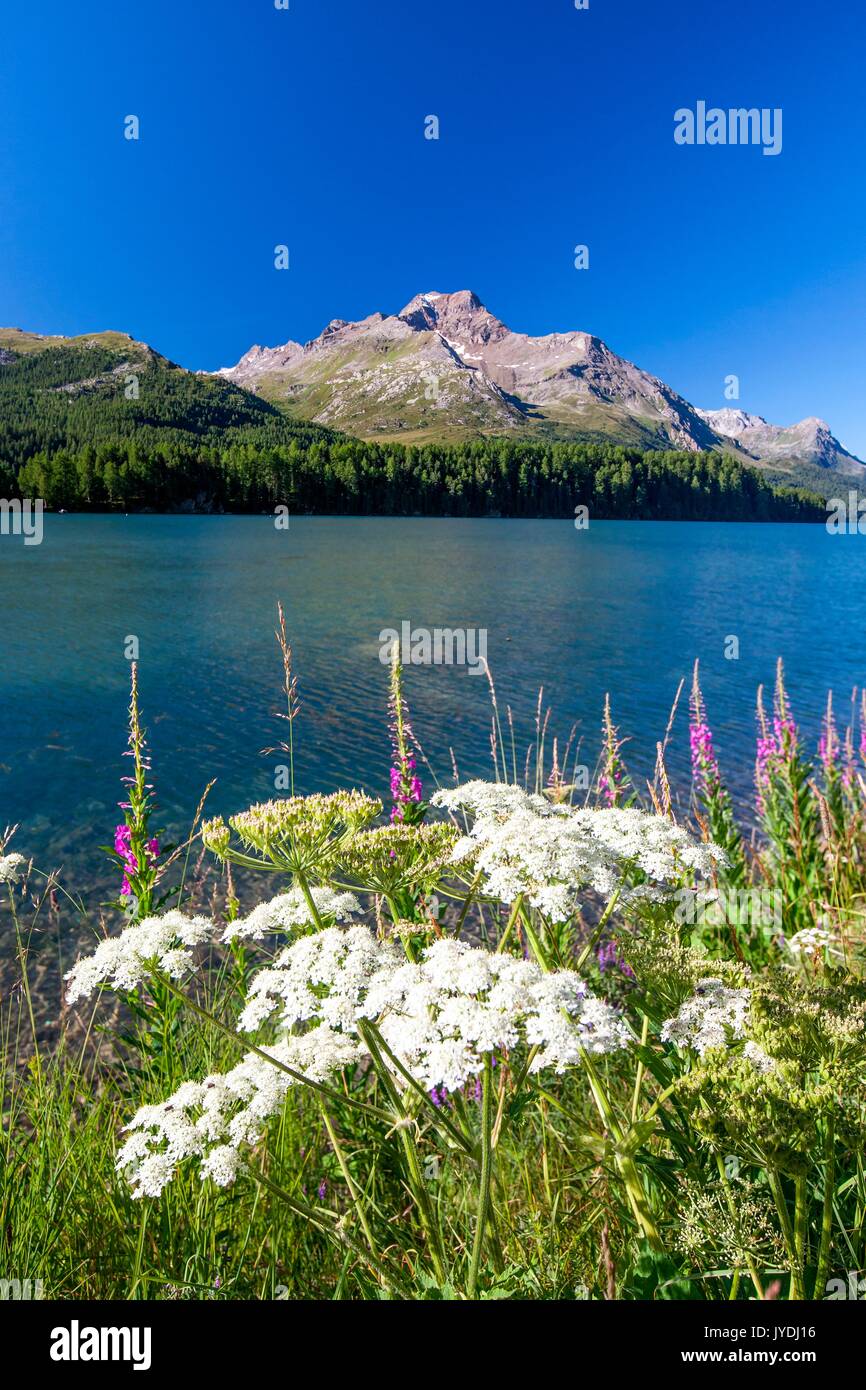 Summer blooming in the valley of Saint Moritz, which is one of the most ...