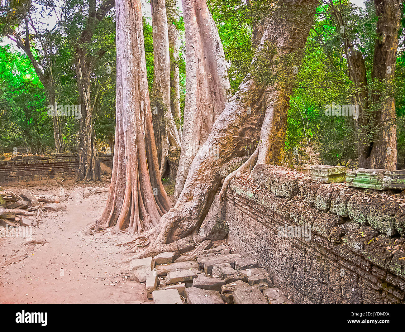 The picture of trees and temple, Angkor, Cambodia Stock Photo - Alamy