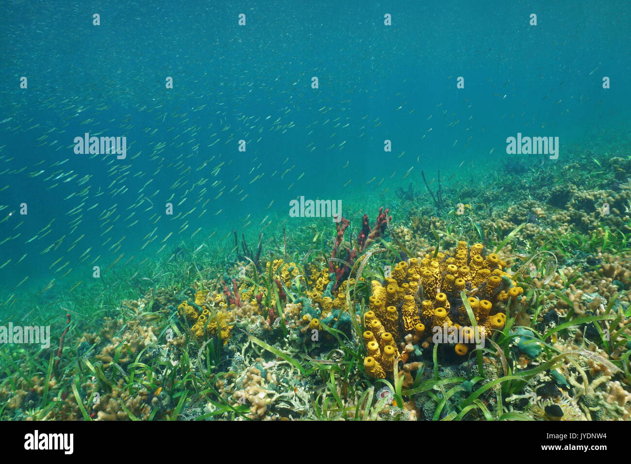 Underwater marine life, a school of juvenile fish over a seabed with ...