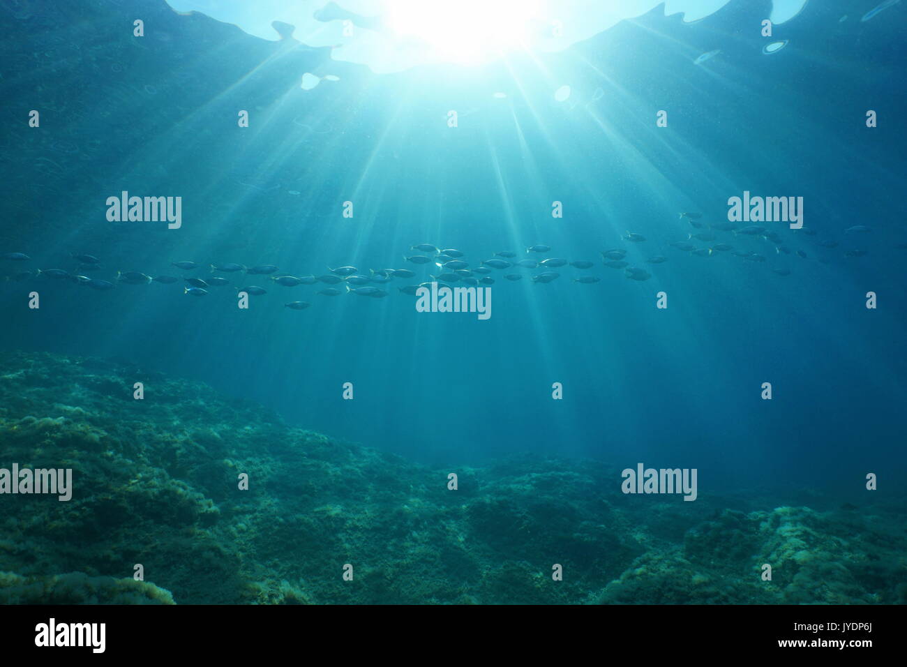 Underwater sunlight through the water surface with a school of fish in ...