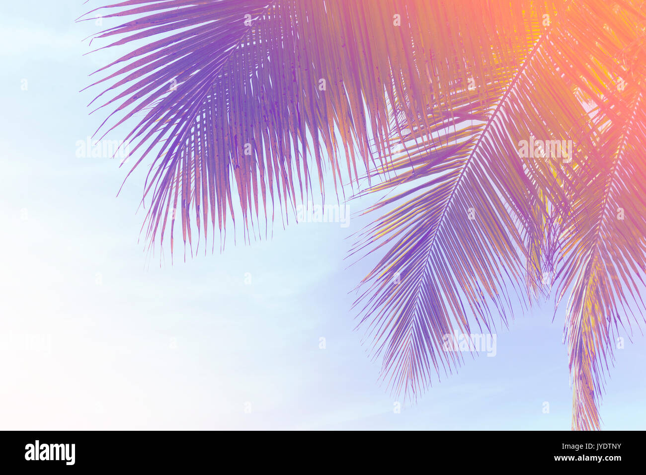 Exotic summer tropical palm tree background Stock Photo - Alamy