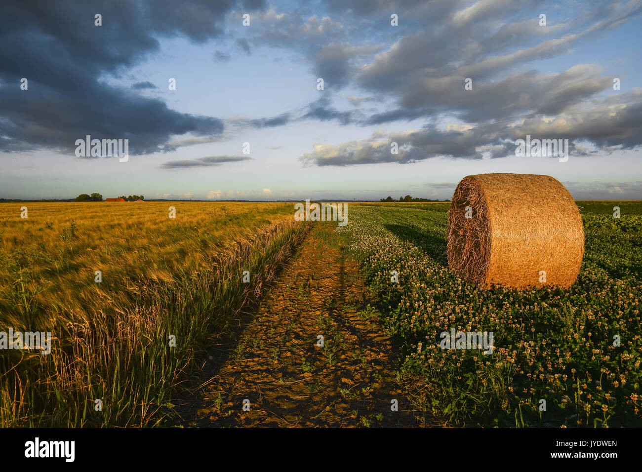 landscape of wheat field Stock Photo - Alamy