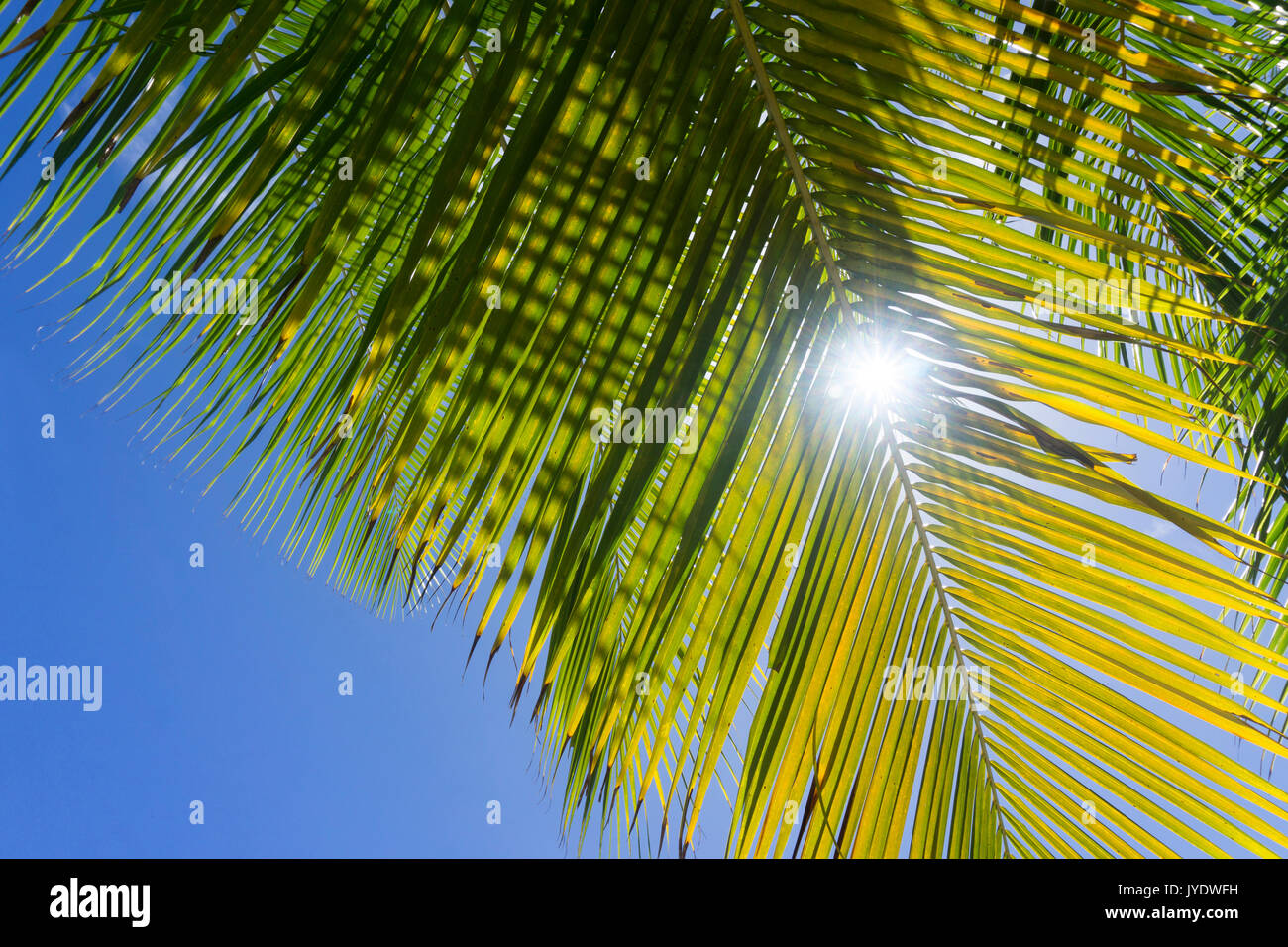 Tropical palm tree leaf background Stock Photo - Alamy