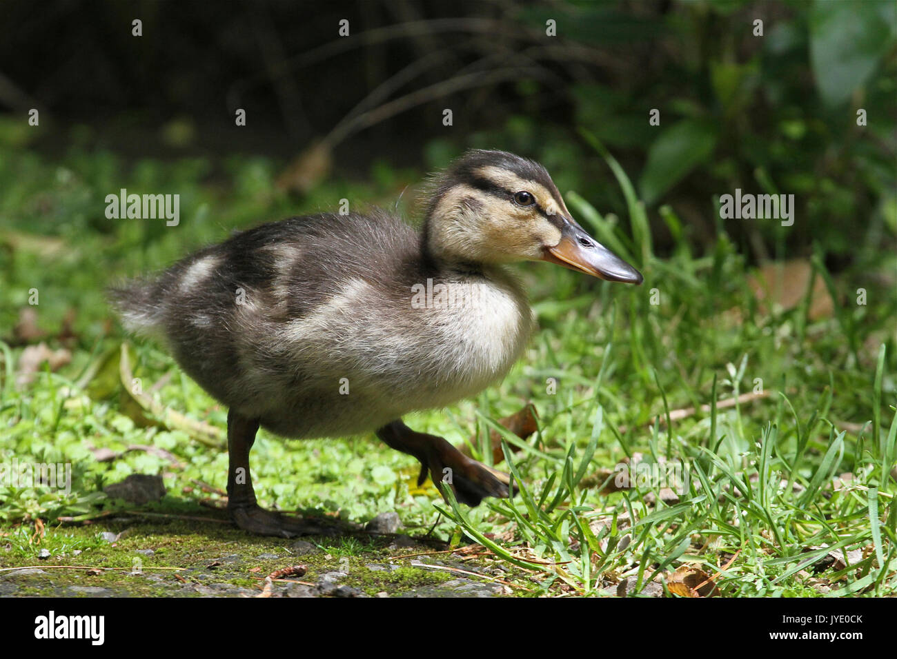 Walking duckling hi-res stock photography and images - Alamy