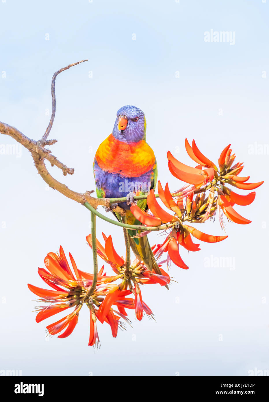 Flame coral tree flower hi-res stock photography and images - Alamy