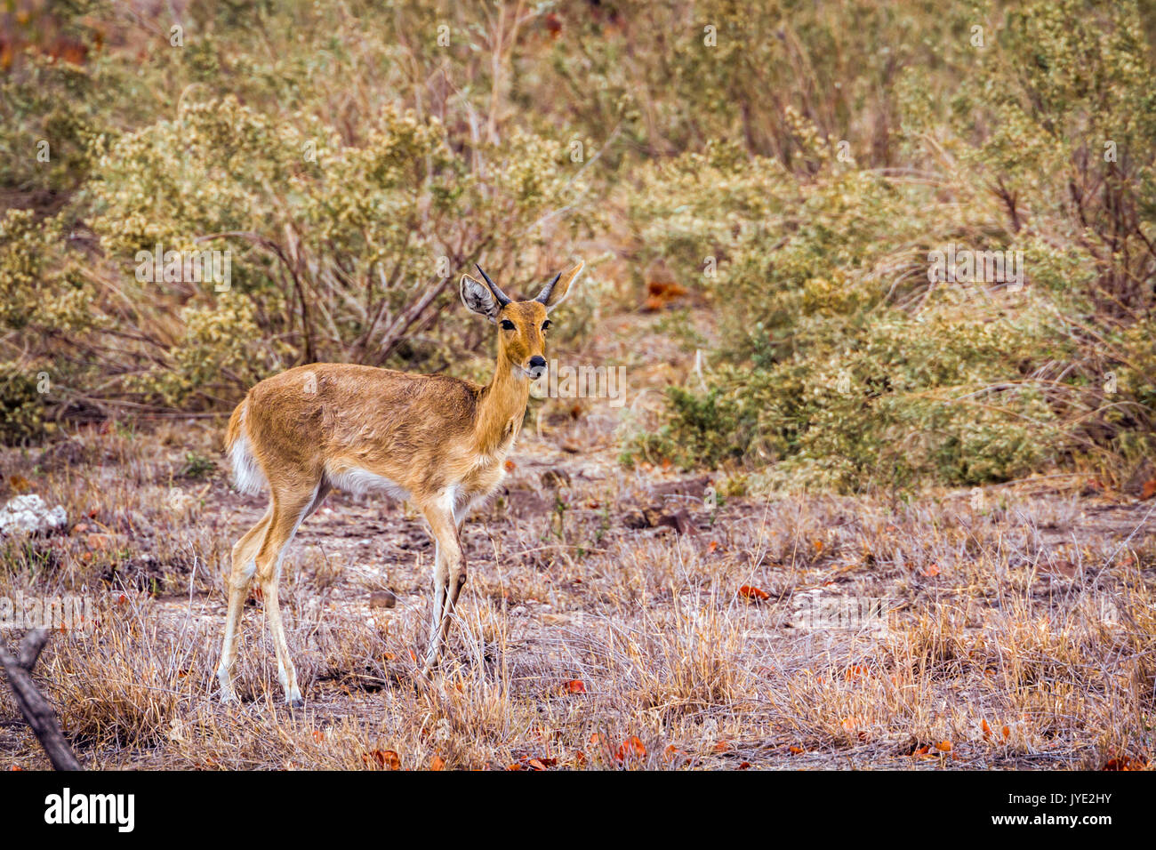 Oribi in Kruger national park, South Africa ; Specie Ourebia ourebi ...