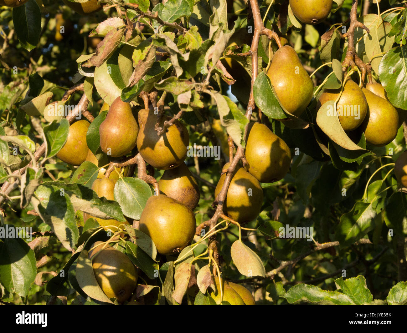 Conference pears ripening hi-res stock photography and images - Alamy
