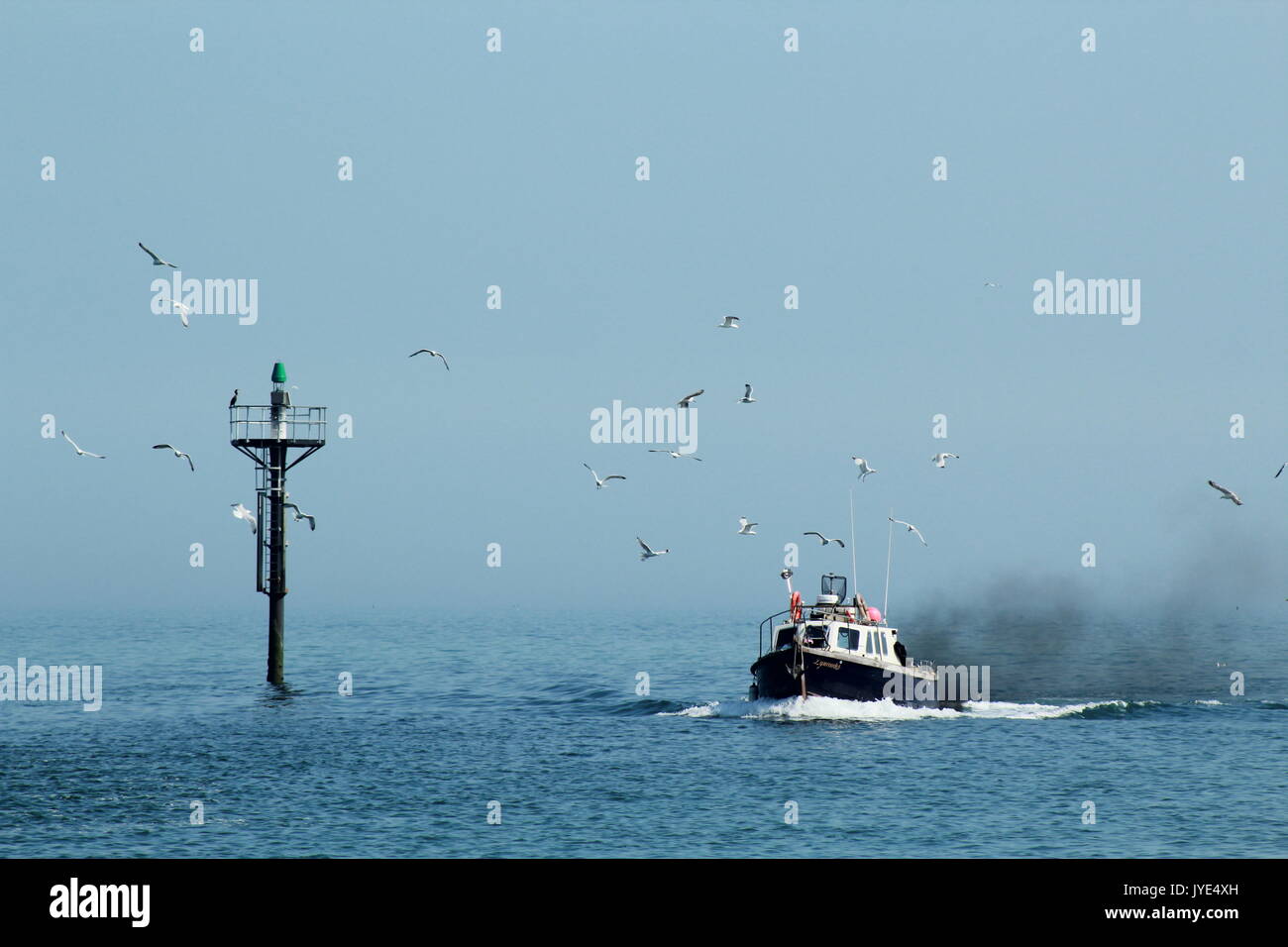 fishing boat coming into shore surrounded by seagulls Stock Photo - Alamy