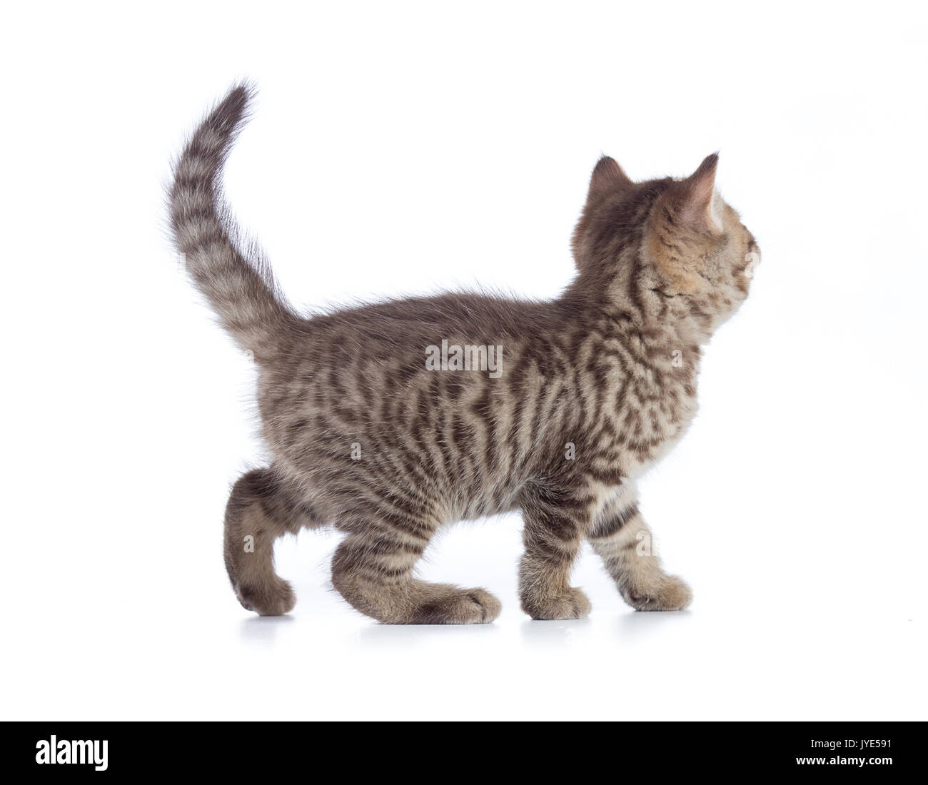 Walking cat side view isolated on white Stock Photo - Alamy
