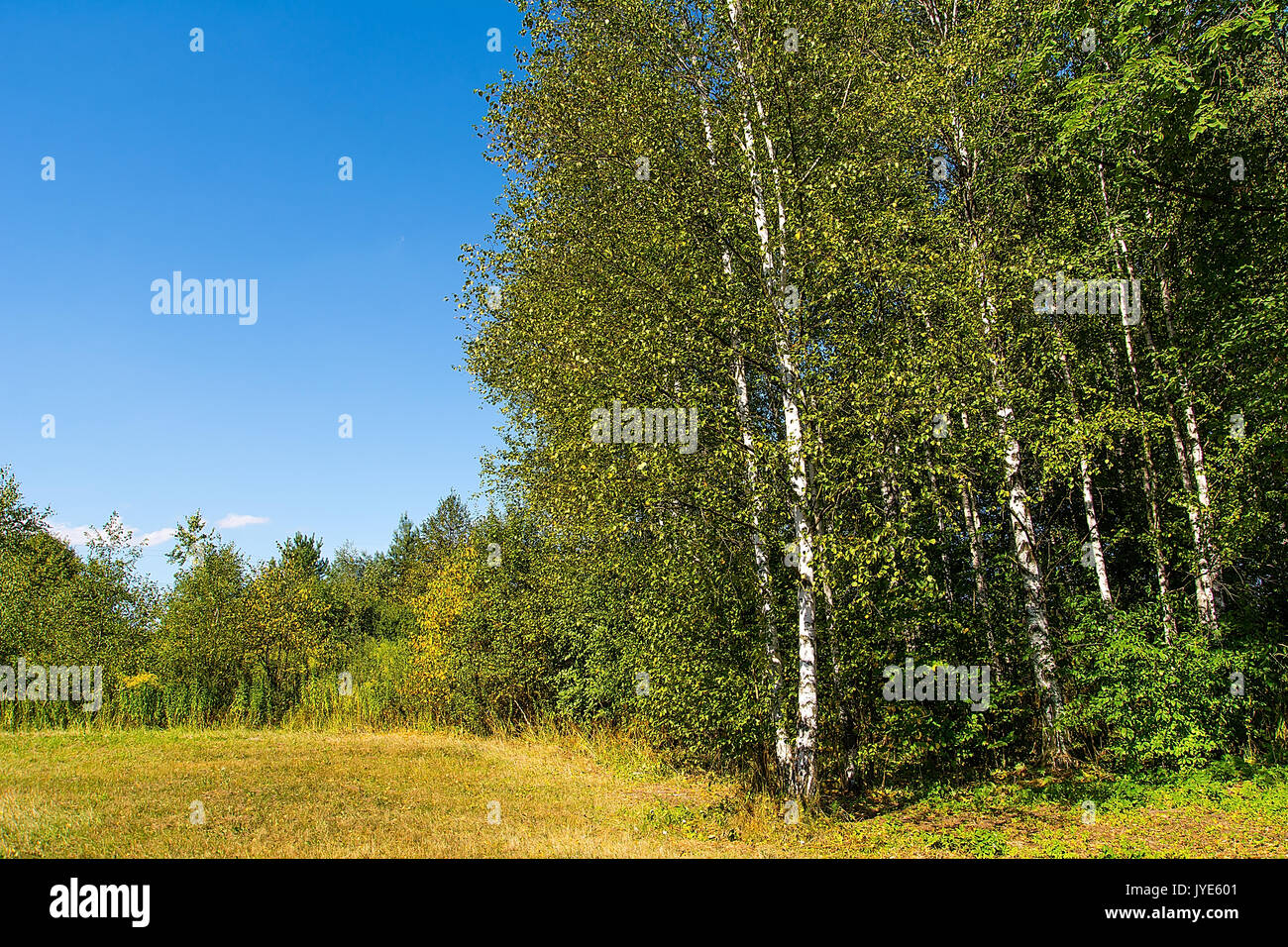 Birch trees in forest (Poland Stock Photo - Alamy