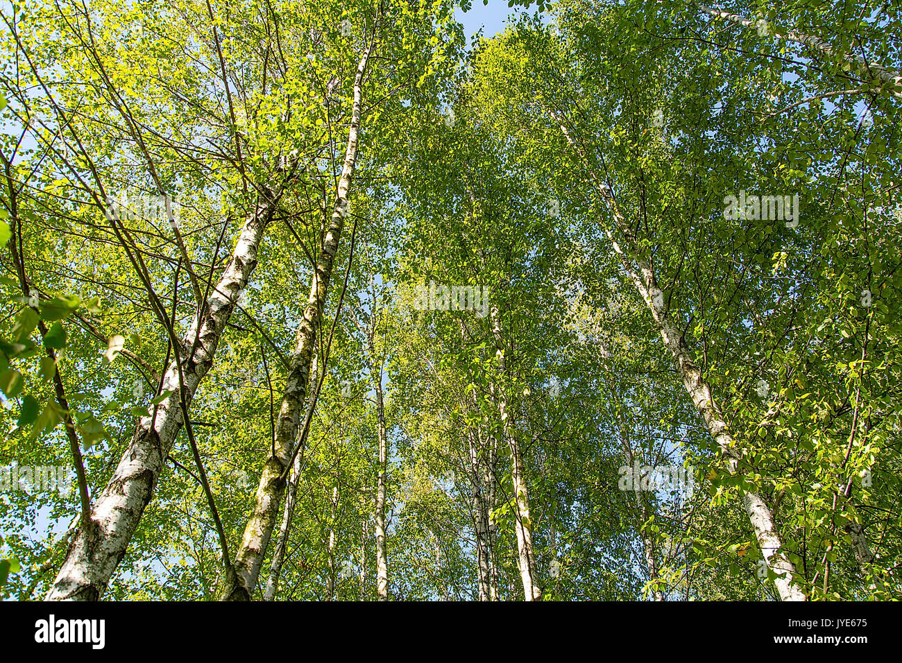 Birch trees in forest (Poland Stock Photo - Alamy