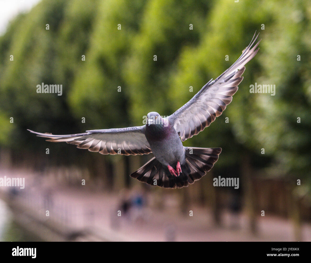 Swooping animal hi-res stock photography and images - Alamy