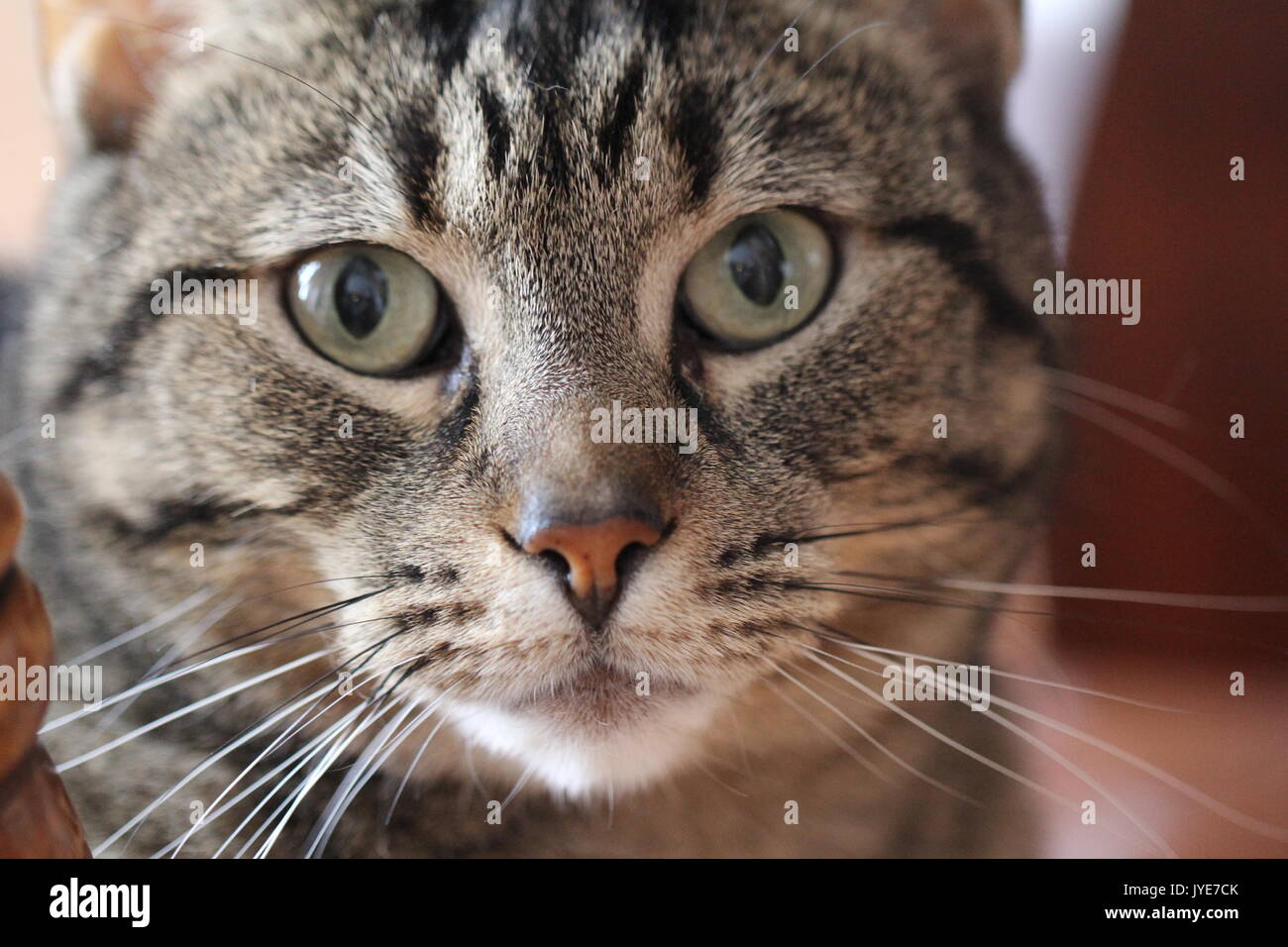 Wide eye hi-res stock photography and images - Alamy