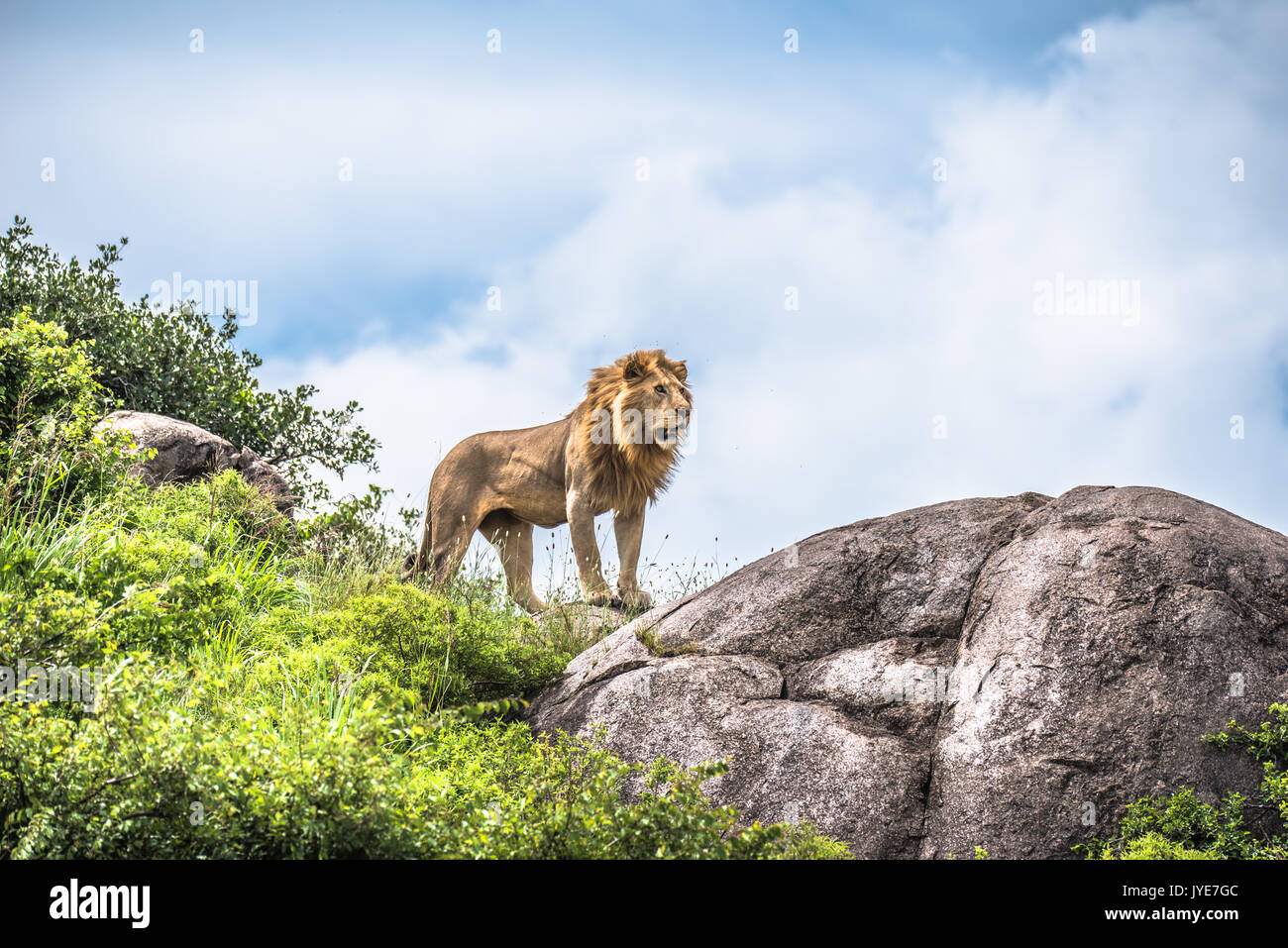 Lion tanzania family hi-res stock photography and images - Alamy