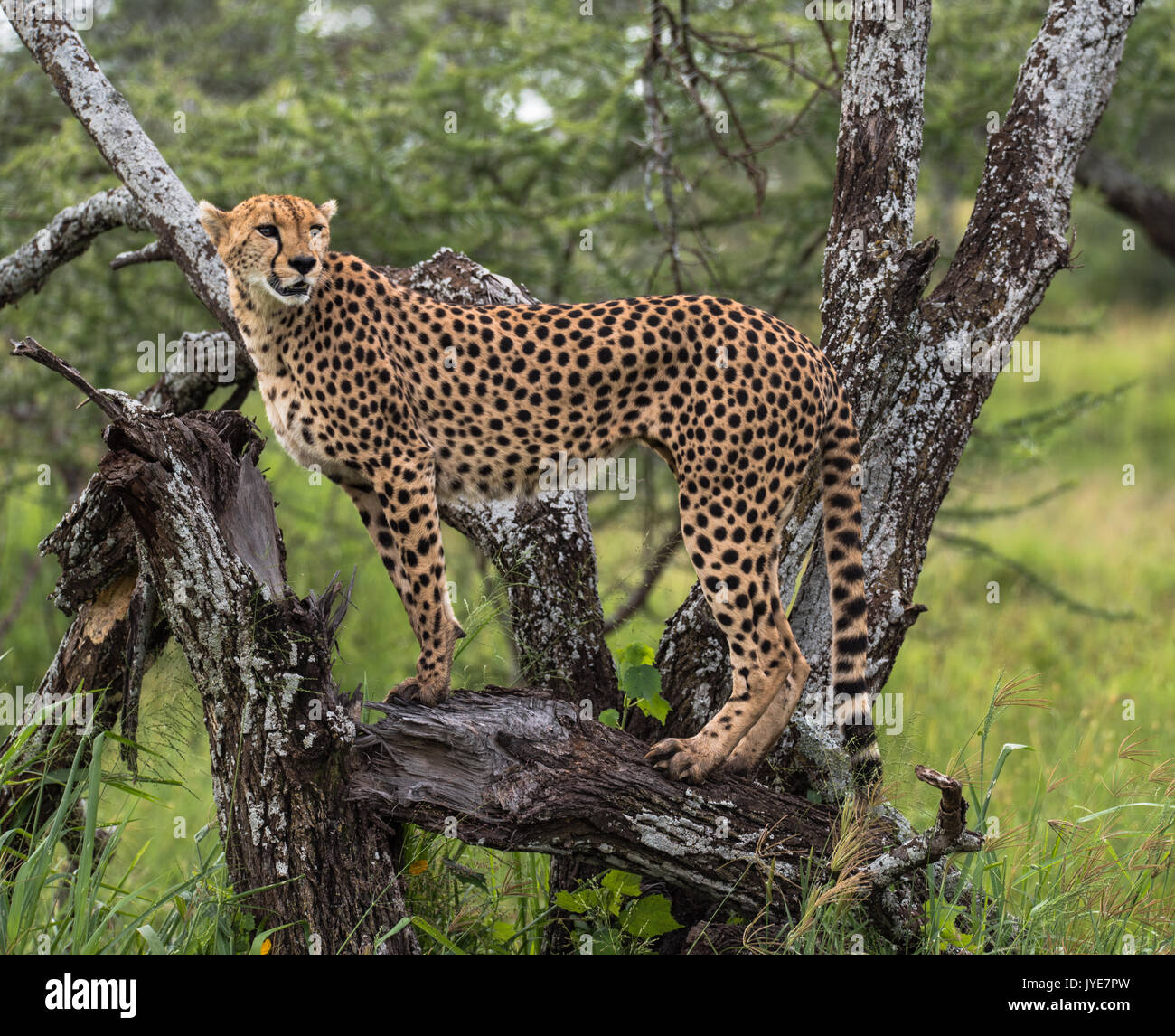 Mammal photographs hi-res stock photography and images - Alamy