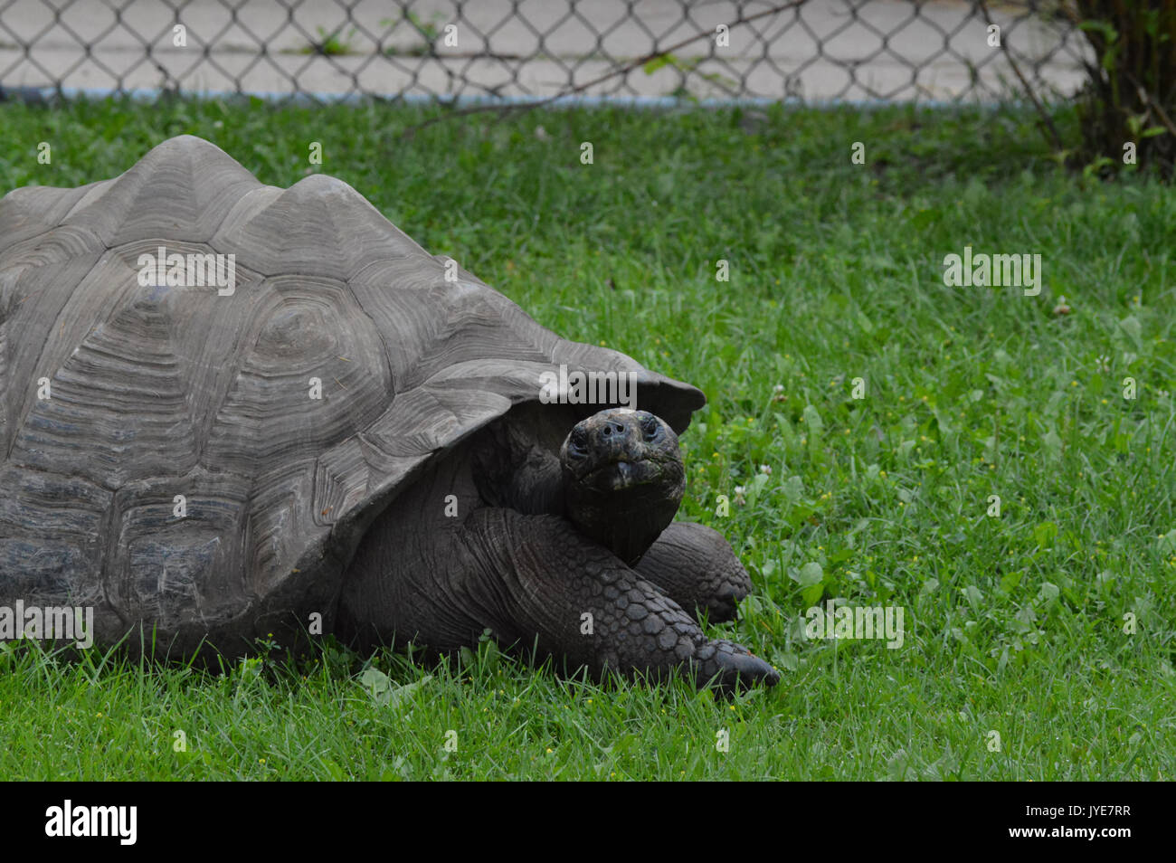 Galapagos tortoise shell hi-res stock photography and images - Alamy